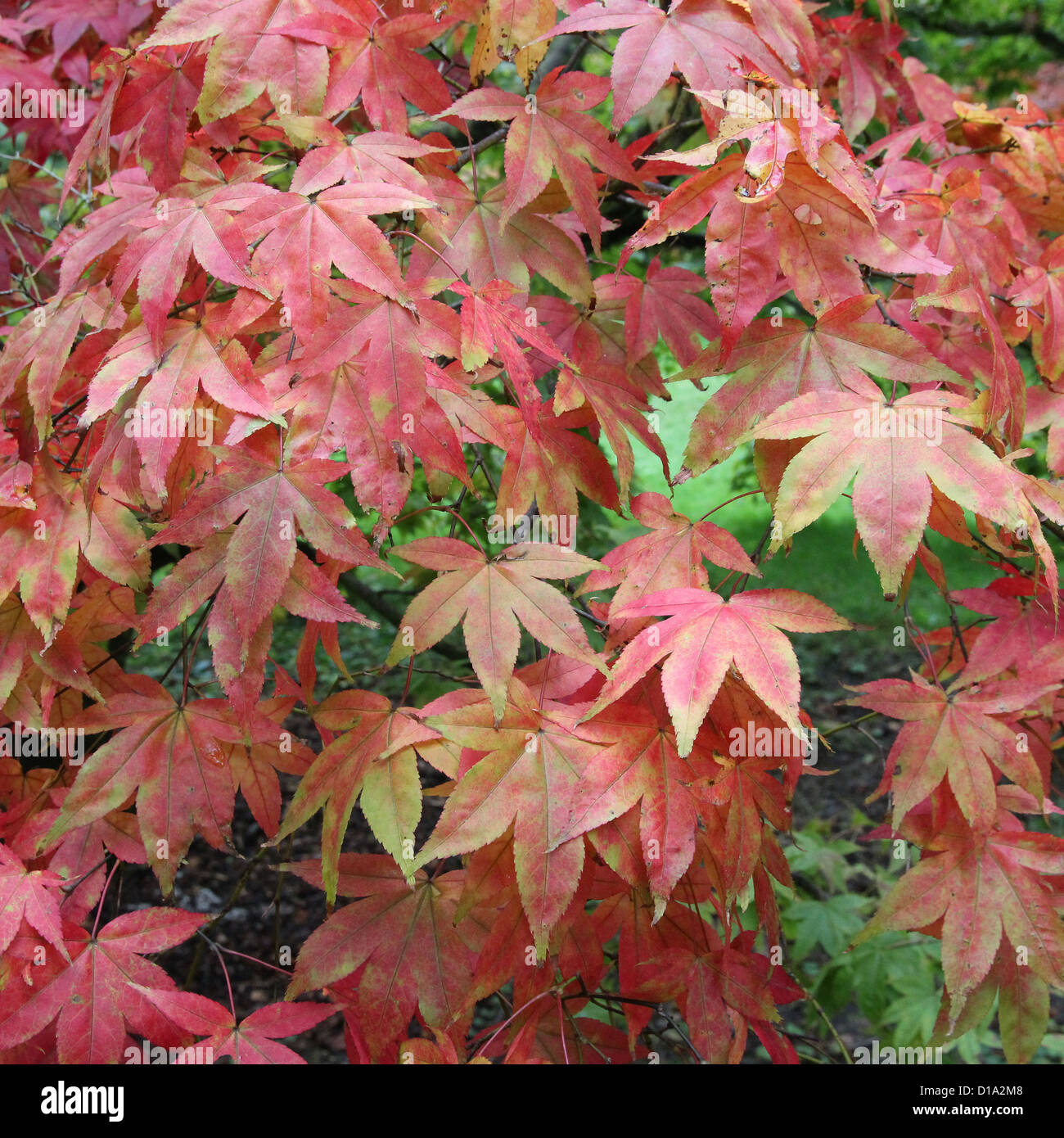 Acer palmatum foliage hi-res stock photography and images - Alamy