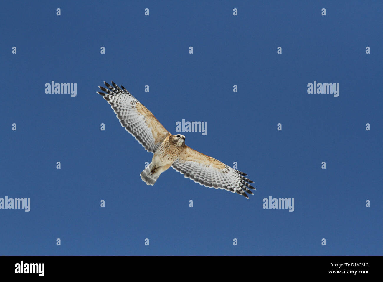 Red shouldered hawk hi-res stock photography and images - Alamy