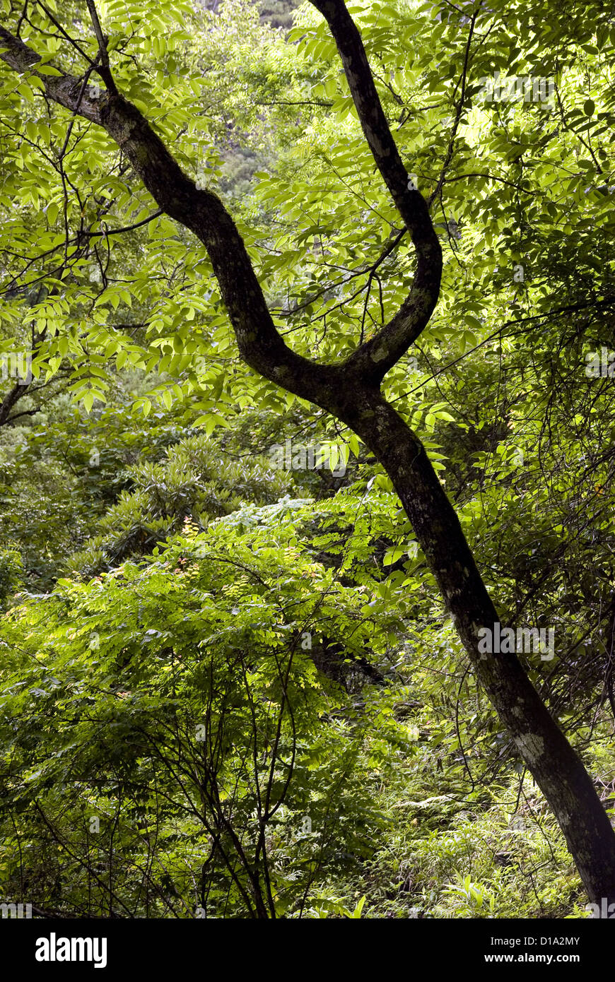 A forked tree stands among dense vegetation in lower Tsum Valley, Nepal ...