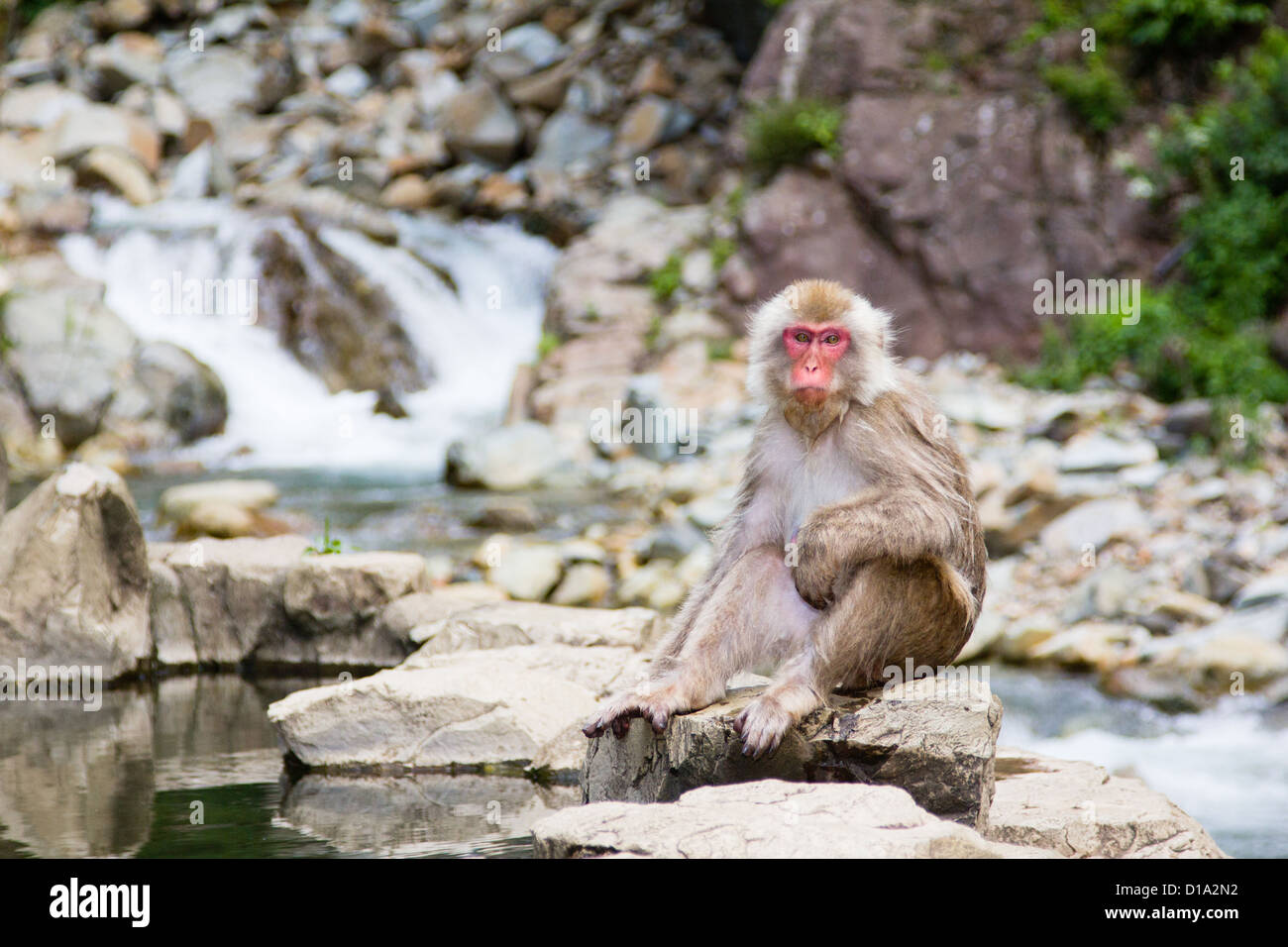 JIGOKUDANI, JAPAN A Japanese macaque (Macaca fuscata) pauses on the ...