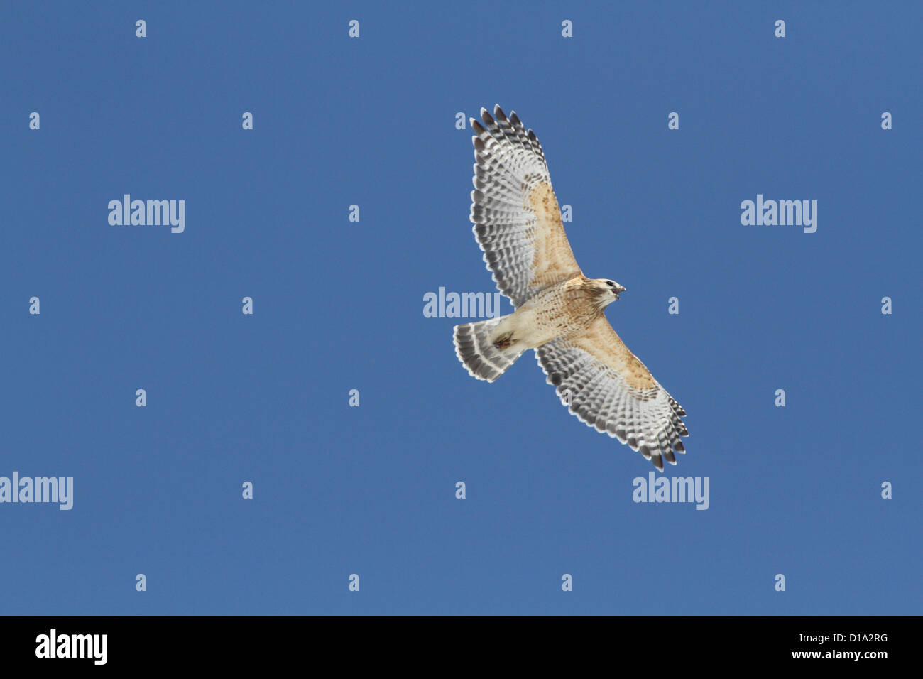 Blue hawk hi-res stock photography and images - Alamy