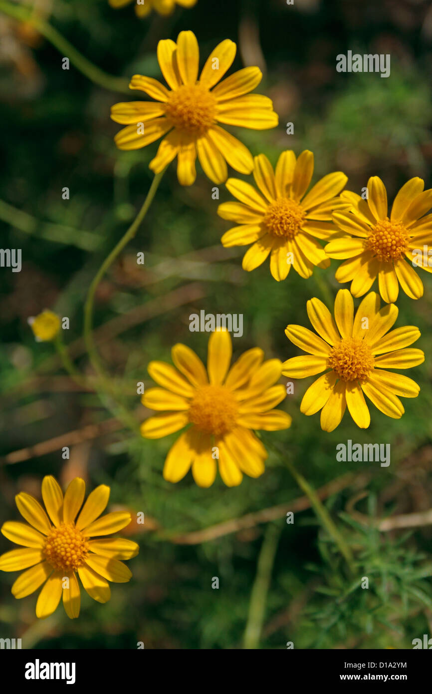 Sonki, Senecio bombayensis Stock Photo - Alamy