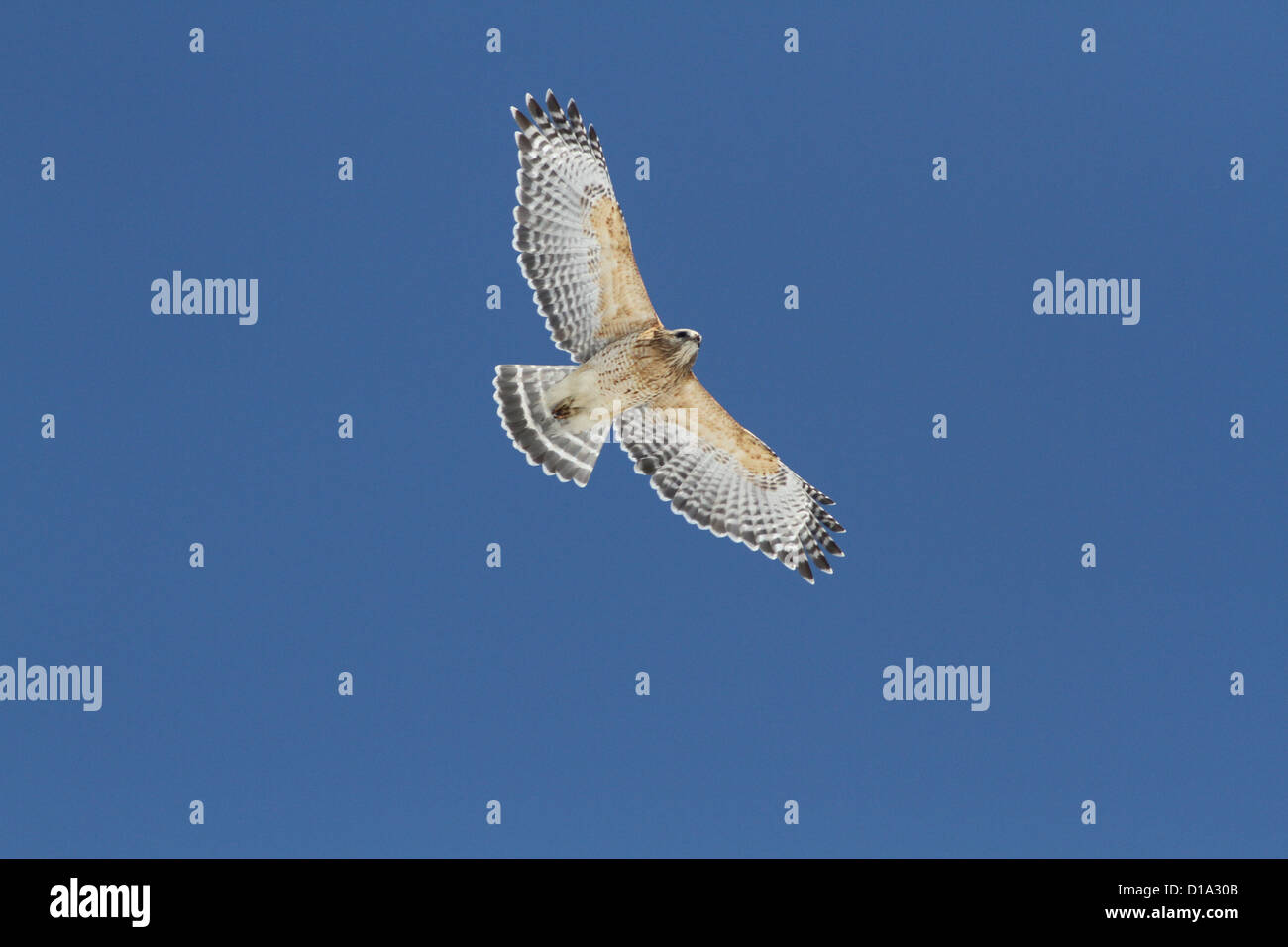 Adult Red-shouldered Hawk (Buteo lineatus) soaring on a blue sky Stock ...