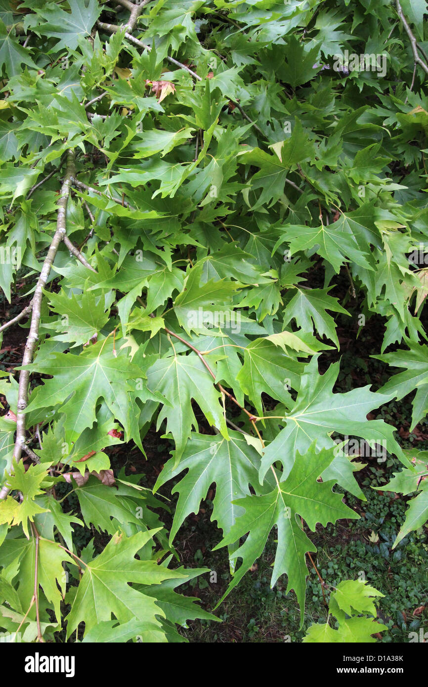Oriental plane tree hi-res stock photography and images - Alamy