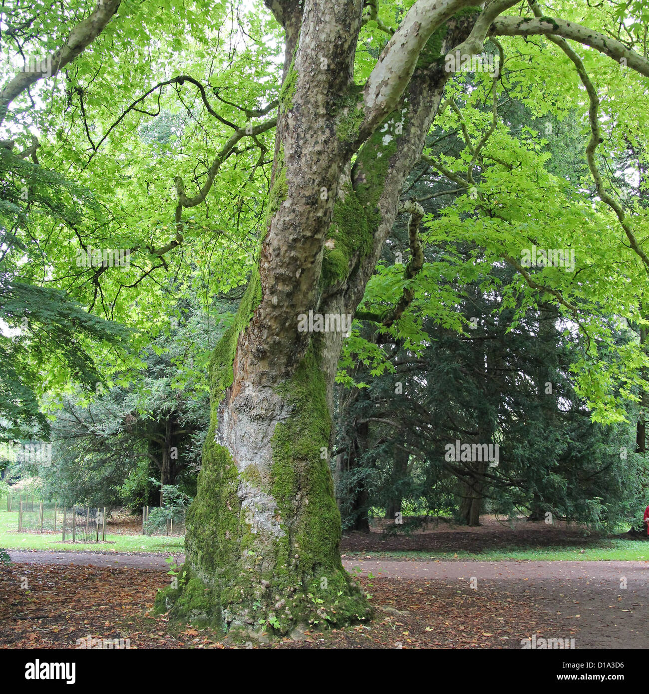 Oriental Plane Tree ( Platanus orientalis ) At Westonbirt Arboretum ...