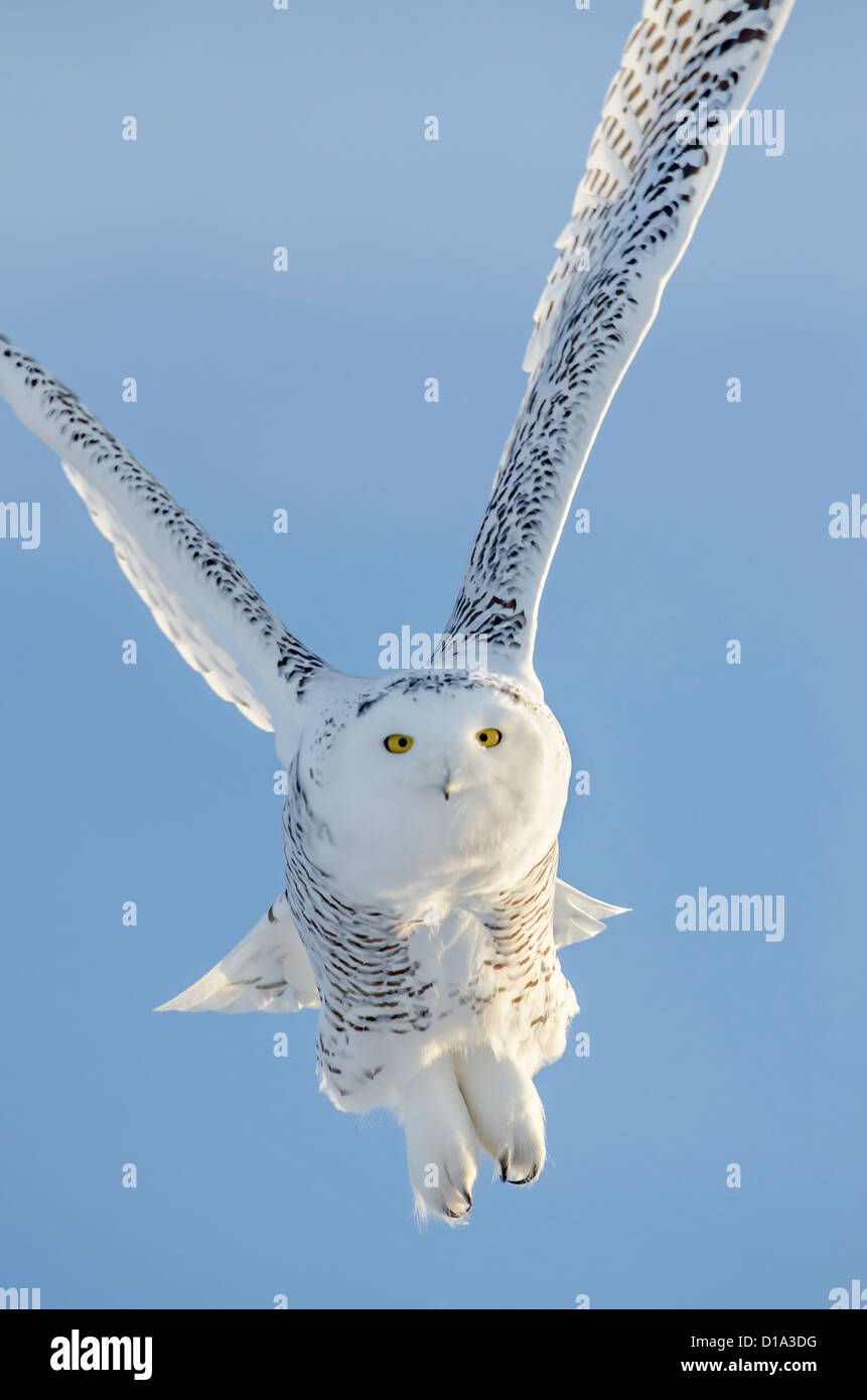 Snowy owl flying hi-res stock photography and images - Alamy