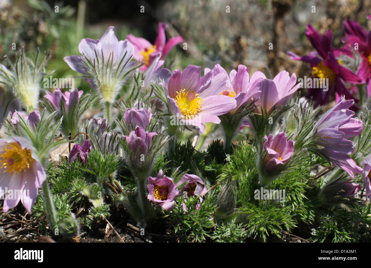 Prairie bed hi-res stock photography and images - Alamy