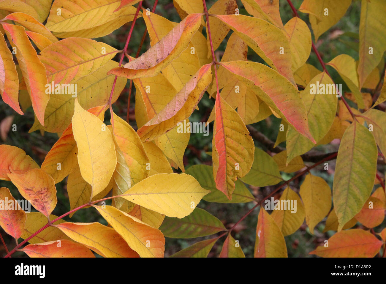 Japanese sumac hi-res stock photography and images - Alamy