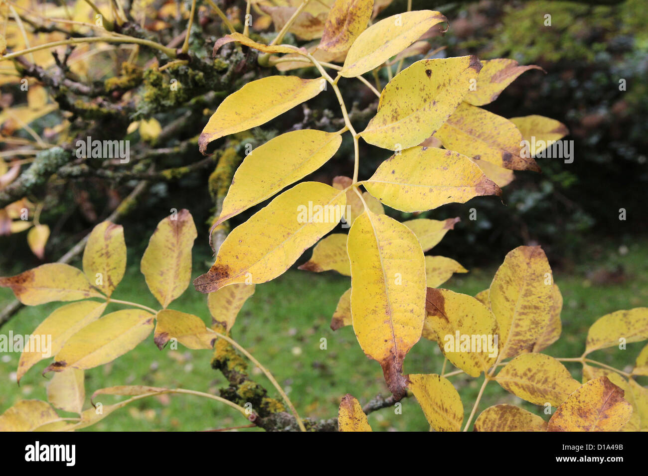 Phellodendron amurense variant sachalinense ( Amur Cork Tree ) in ...