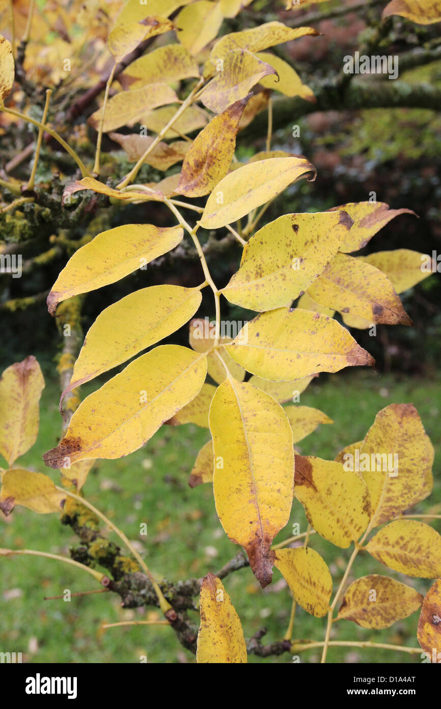 Phellodendron amurense var sachalinense hi-res stock photography and ...