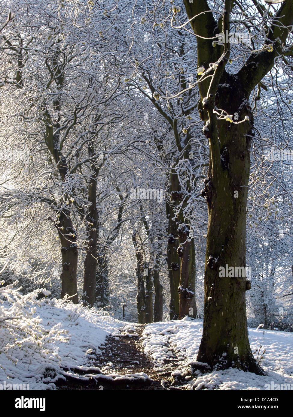 Trees in falling snow Stock Photo - Alamy