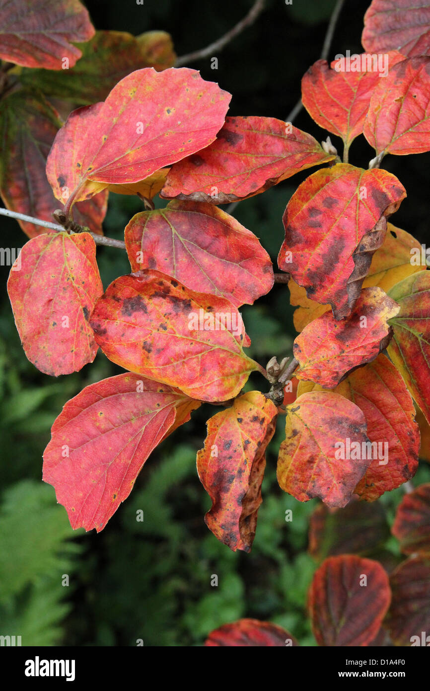 Fothergilla major ( Large Fothergilla ) in Autumn Stock Photo - Alamy