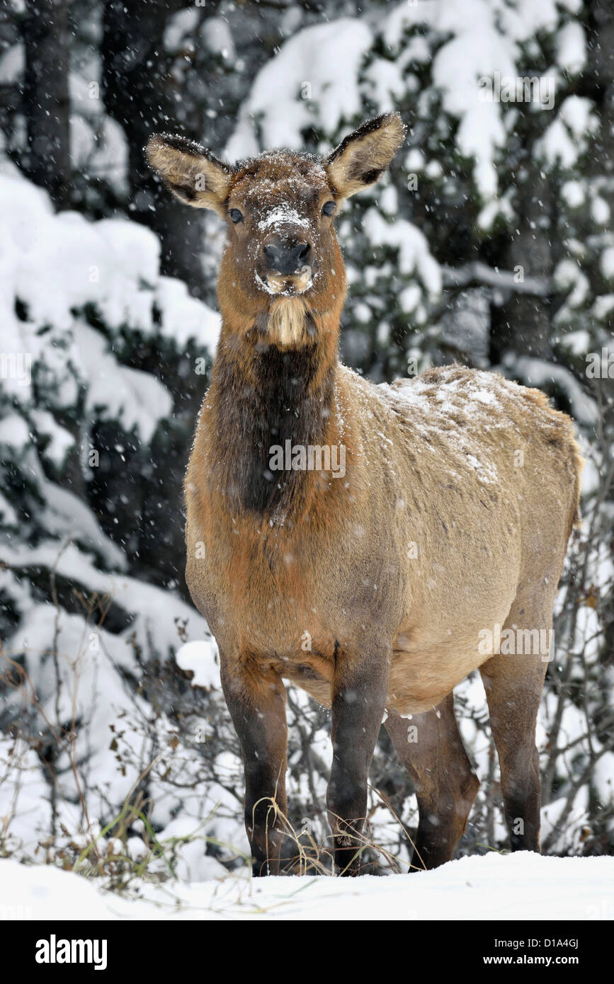 A cow elk standing front view looking forward on a snowy day in ...