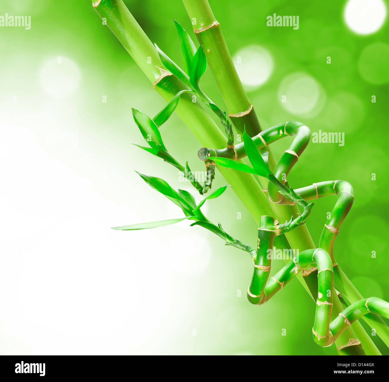 Beautiful Green Bamboo Border for you design Stock Photo - Alamy