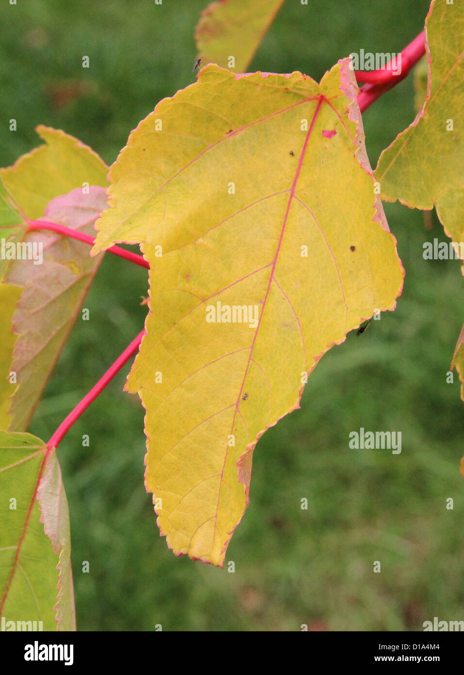 Acer pensylvanicum Erythrocladum ( Striped Maple, Moose Maple or ...