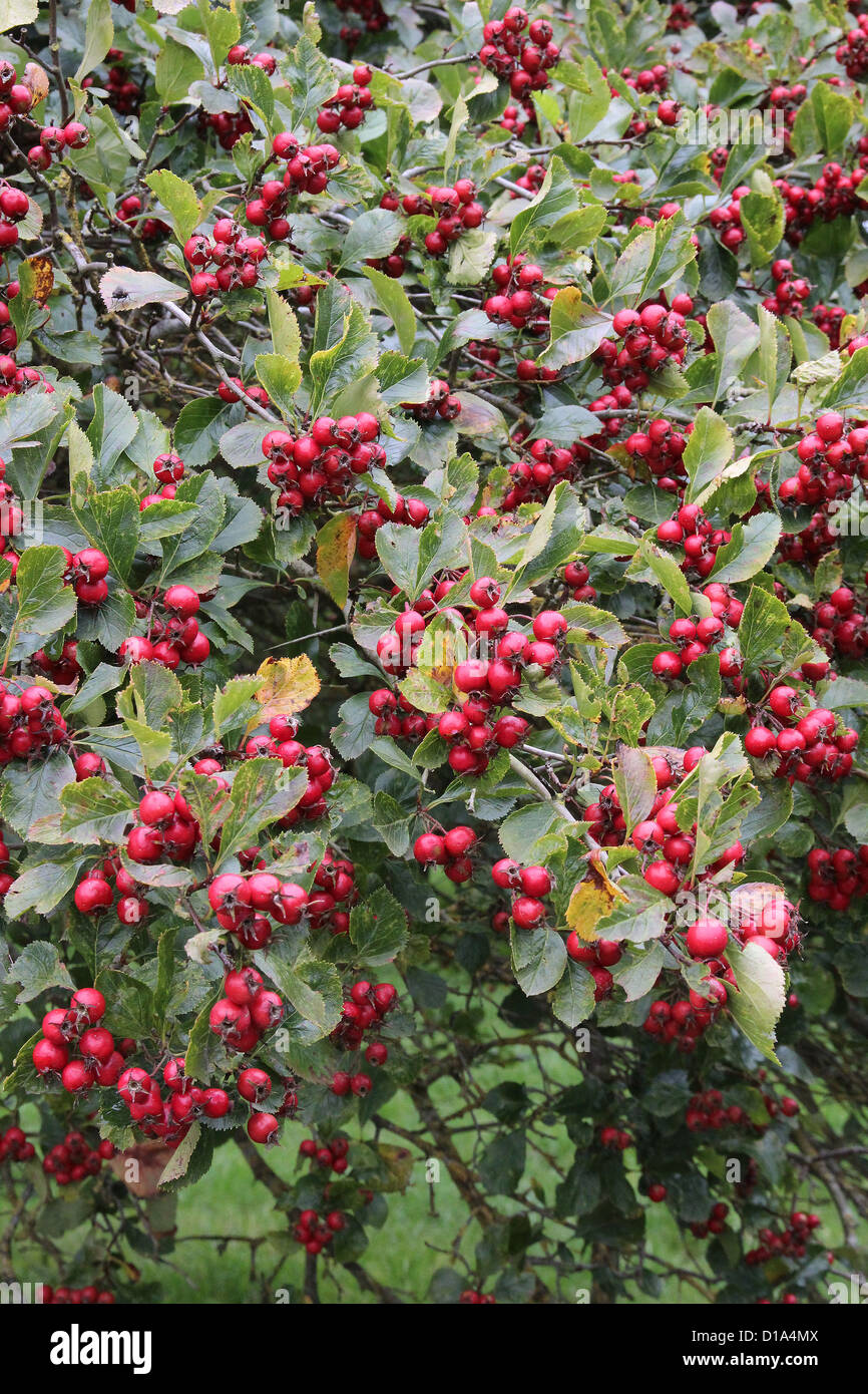 Crataegus x prunifolia ( Broad-Leaved Cockspur Thorn ) in Autumn Stock ...