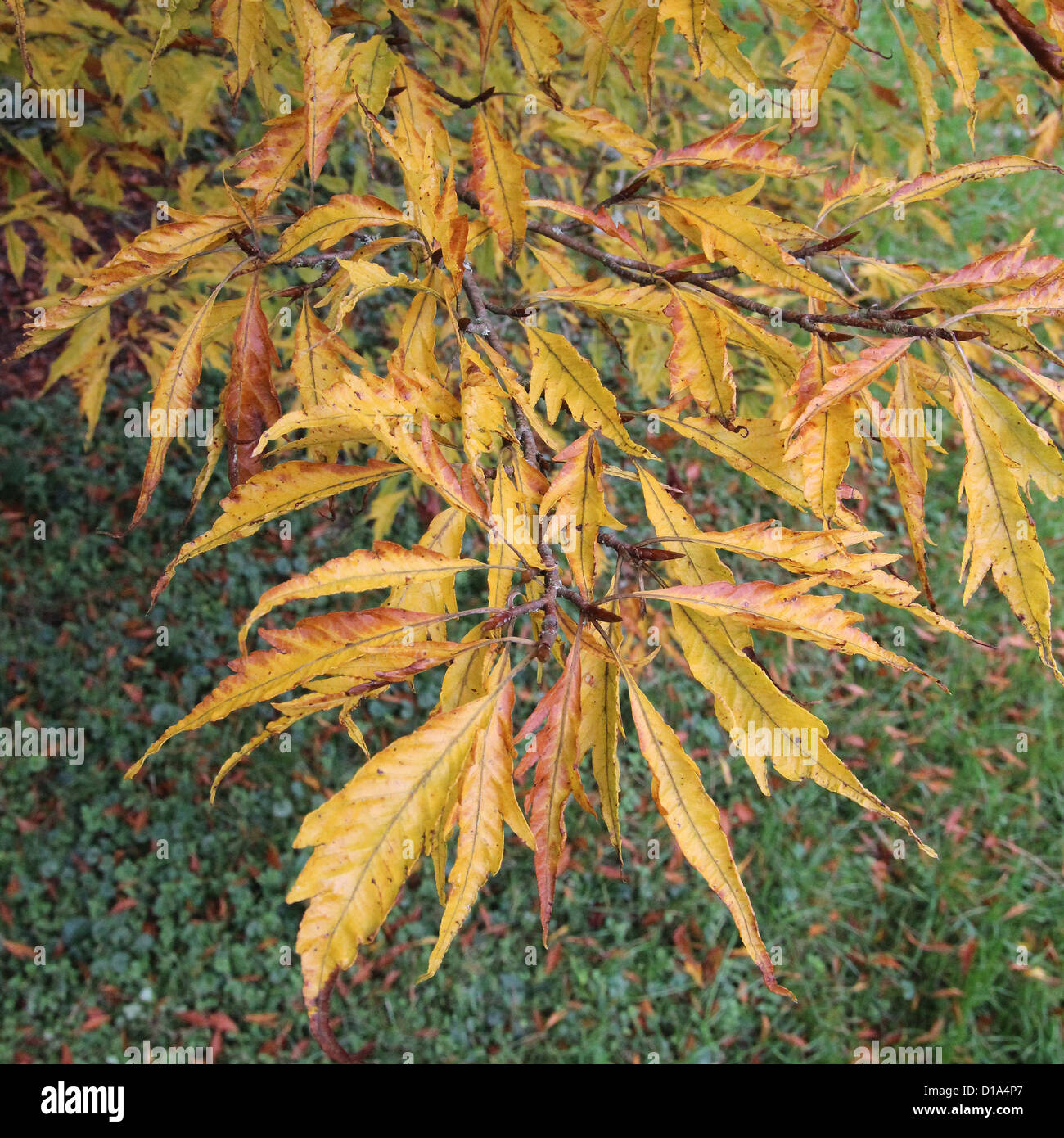 Fagus sylvatica 'Asplenifolia' ( Cut-Leaved or Fern-Leaved Beech ) in ...
