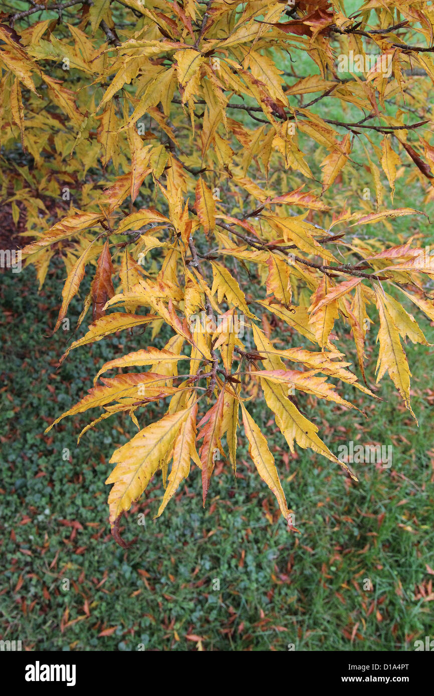 Fagus sylvatica 'Asplenifolia' ( Cut-Leaved or Fern-Leaved Beech ) in ...