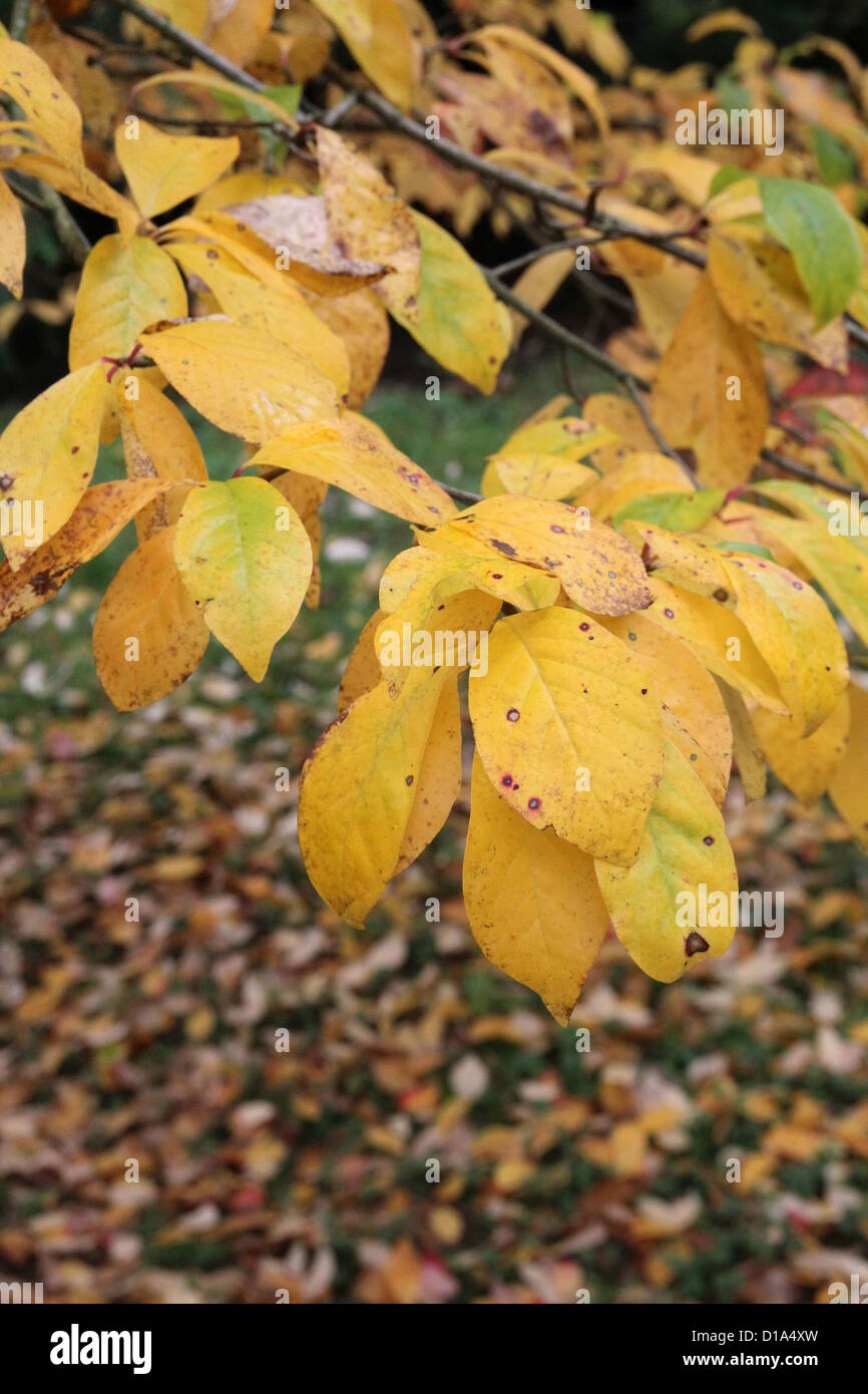 Nyssa sylvatica ( Black Tupelo, Black Gum or Sour Gum Tree ) in Autumn ...