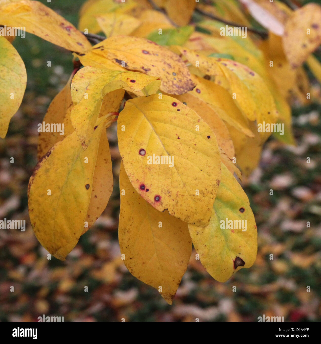 Nyssa sylvatica ( Black Tupelo, Black Gum or Sour Gum Tree ) in Autumn ...