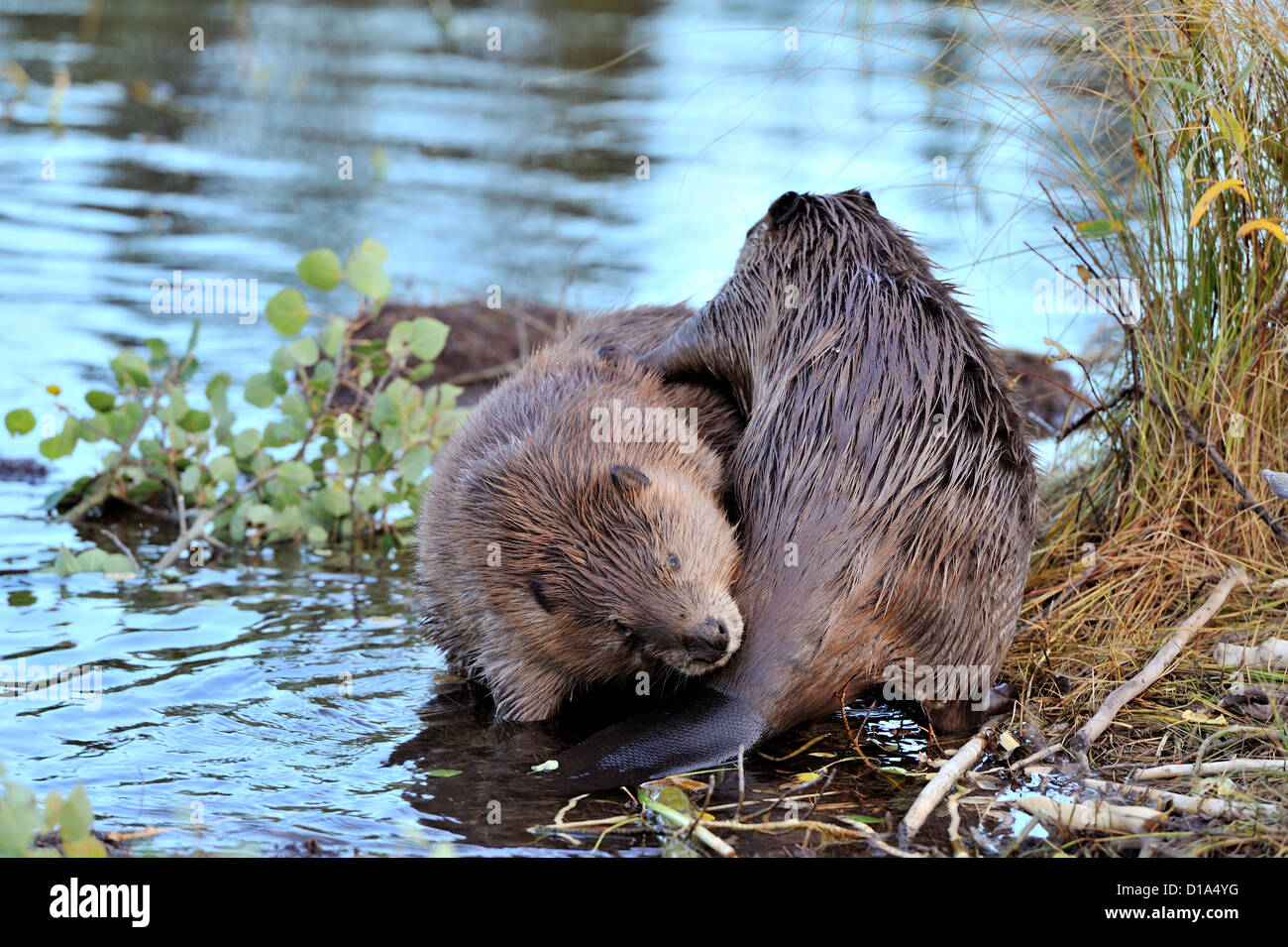 Two beavers grooming each other on a floating piece of marsh grass ...