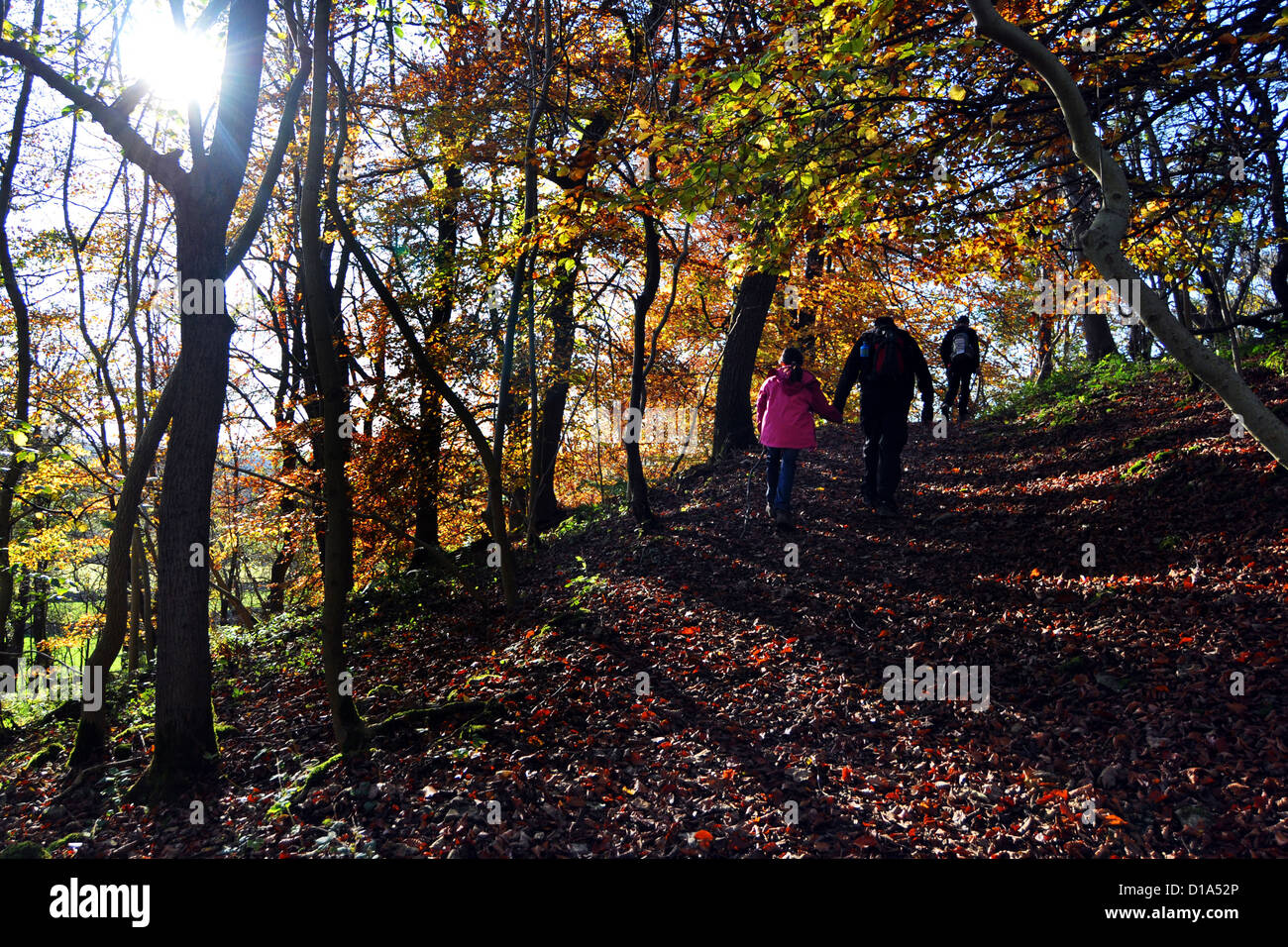 Beech Wood Colour High Resolution Stock Photography and Images - Alamy