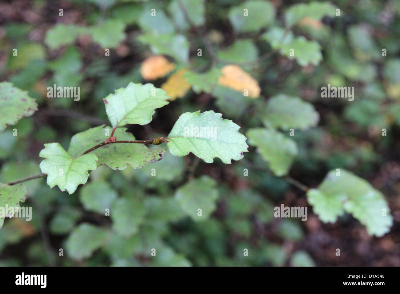 Nothofagus fusca ( Red Beech Stock Photo - Alamy