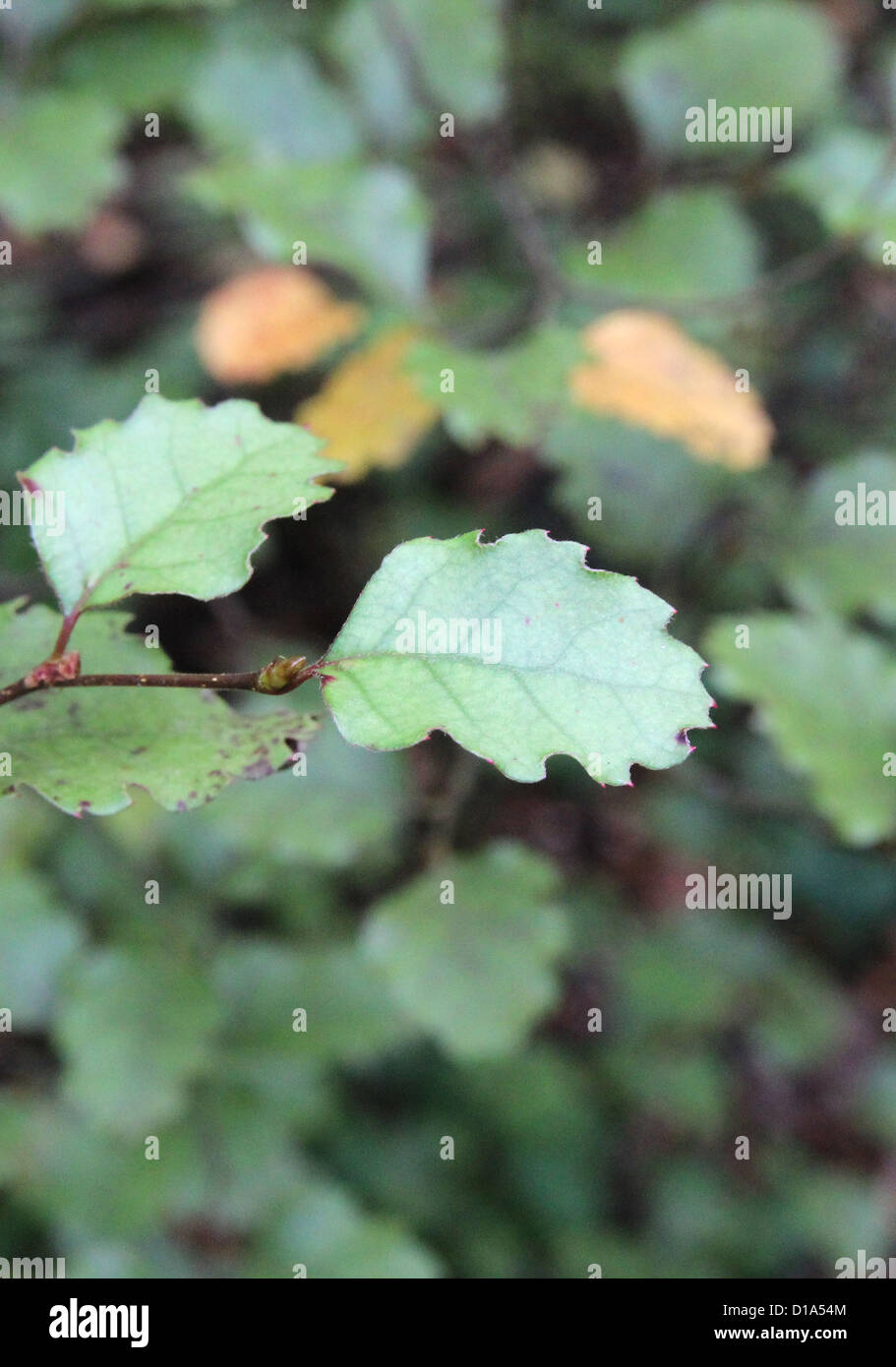 Nothofagus fusca ( Red Beech Stock Photo - Alamy