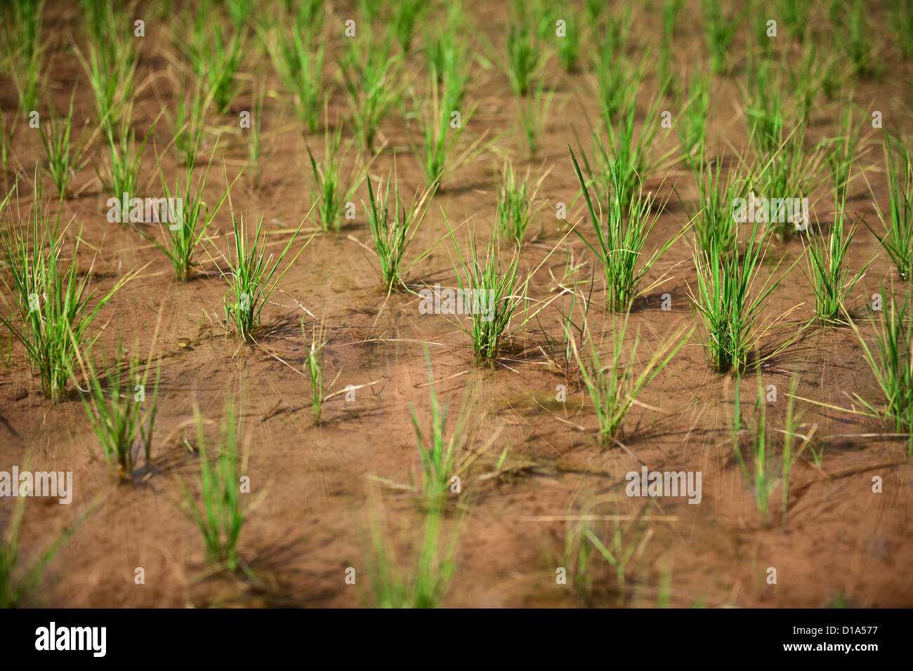 Growing on field rice. Indonesia, Bali Stock Photo - Alamy