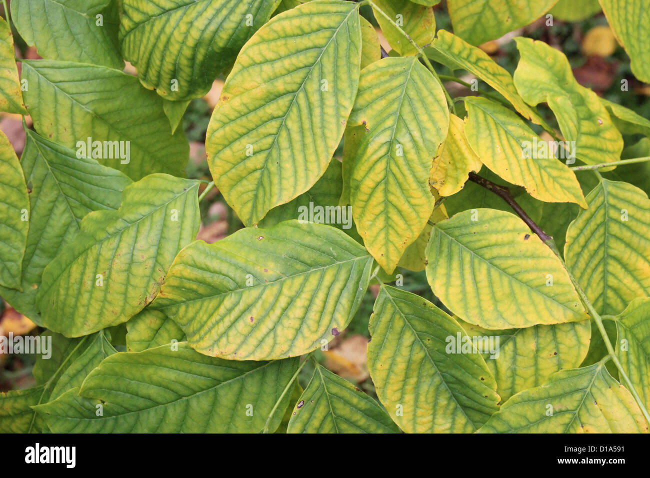 American yellowwood tree hi-res stock photography and images - Alamy