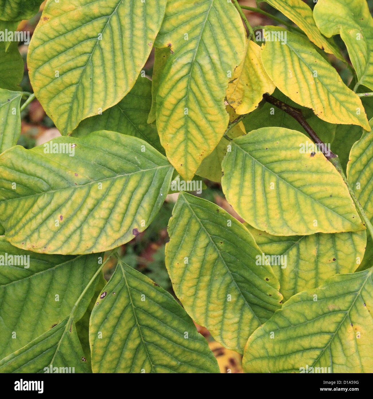 Cladrastis kentukea ( America or Kentucky Yellowwood ) in Autumn Stock ...