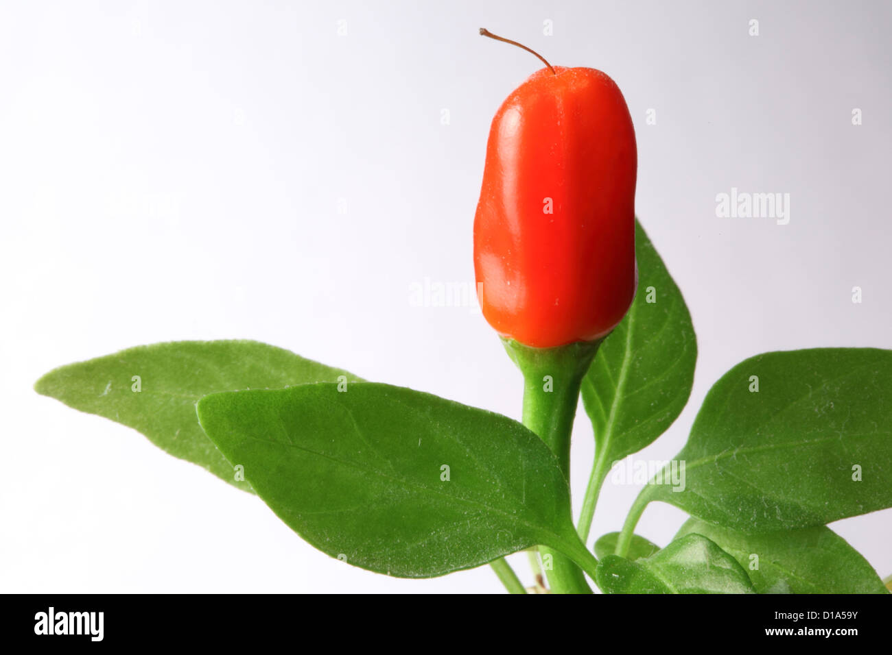 Small red pepper Stock Photo - Alamy