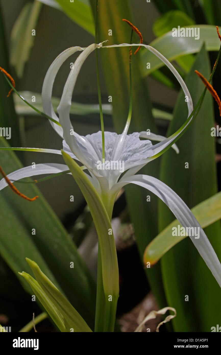 Hymenocallis littoralis, Spider lily Stock Photo - Alamy