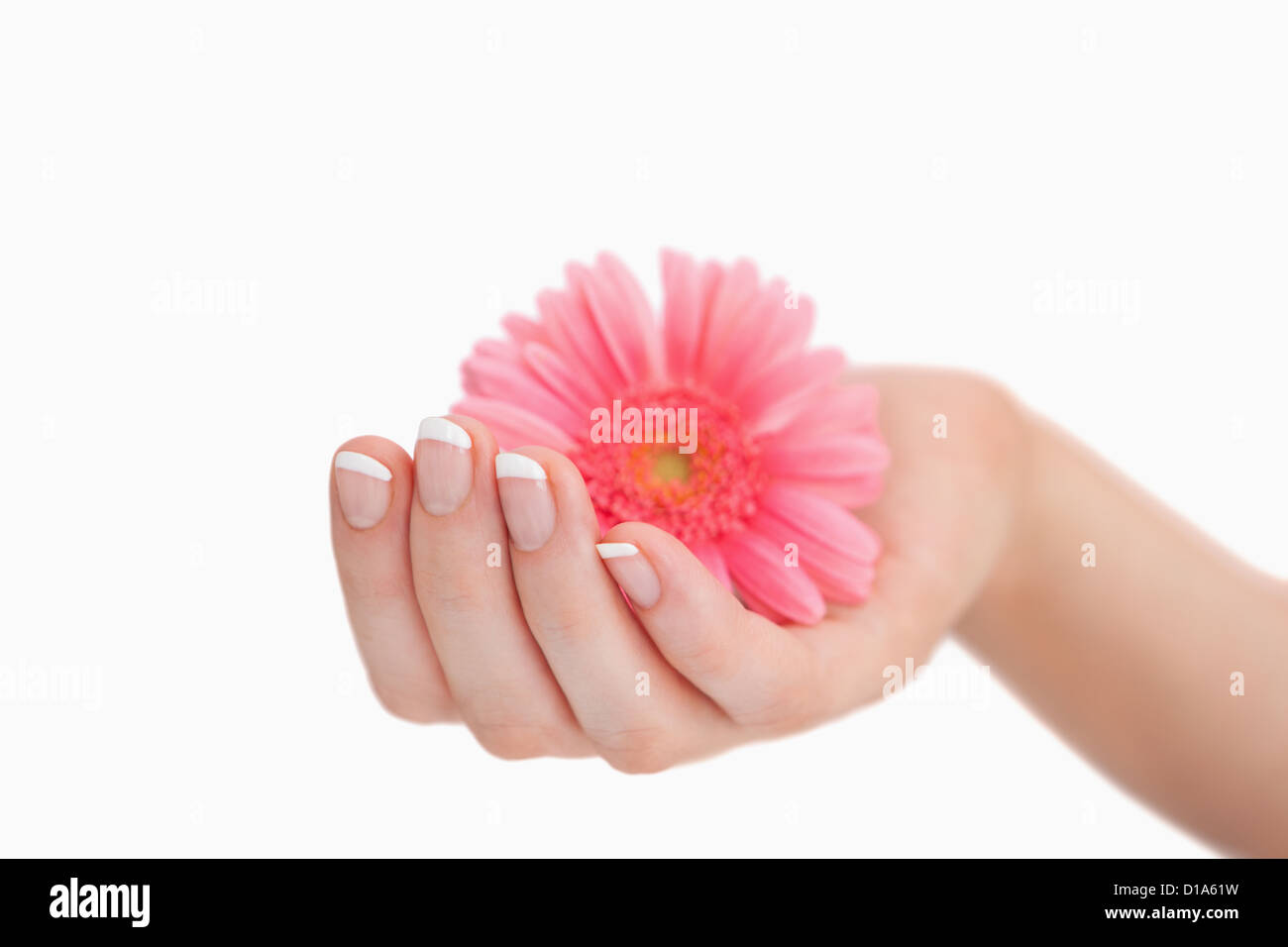 French manicured hand holding flower Stock Photo - Alamy