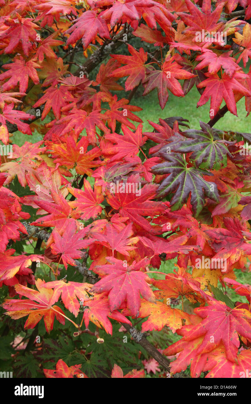 Korean maple leaf hi-res stock photography and images - Alamy