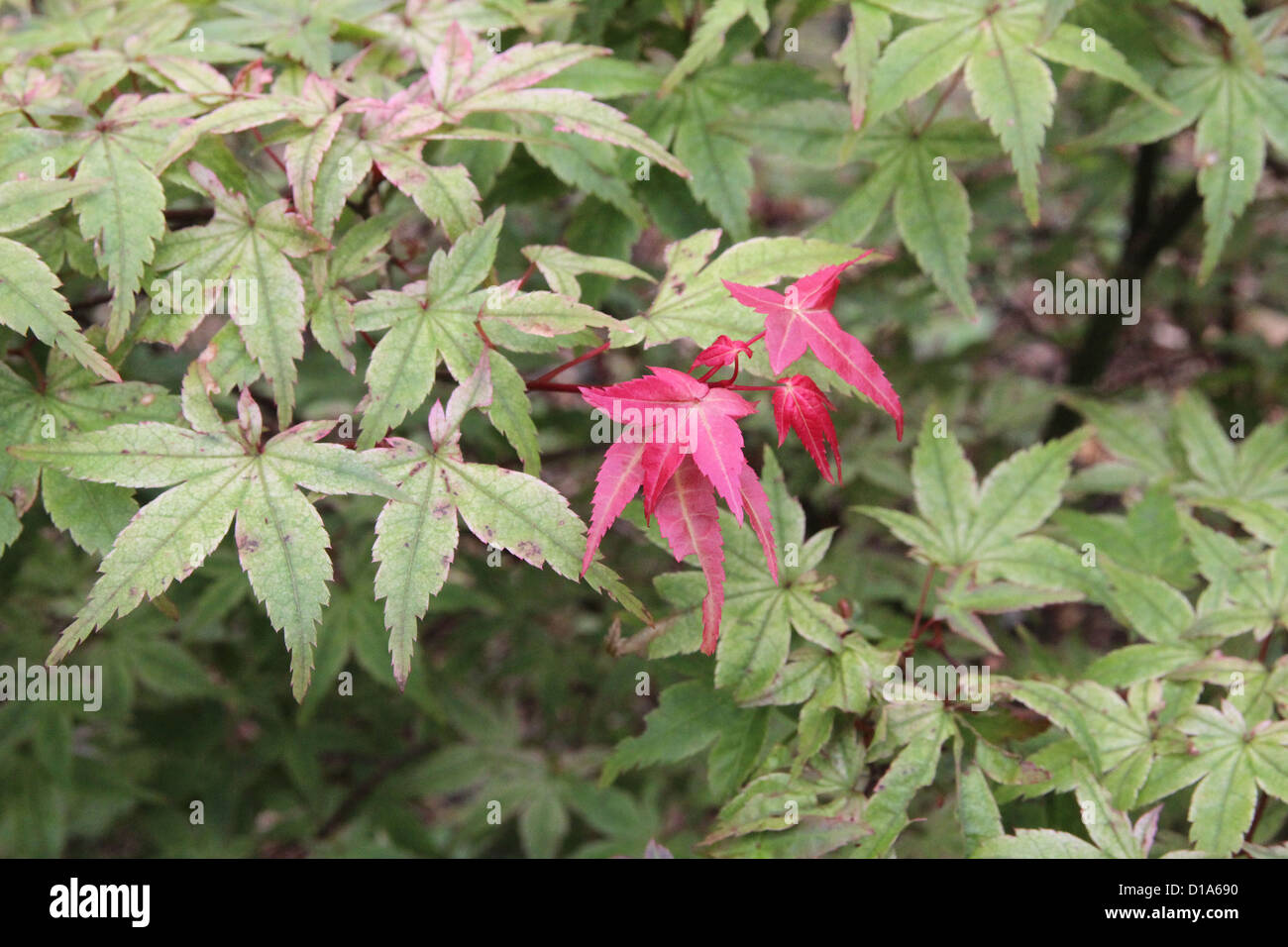 Acer palmatum shin chishio hi-res stock photography and images - Alamy