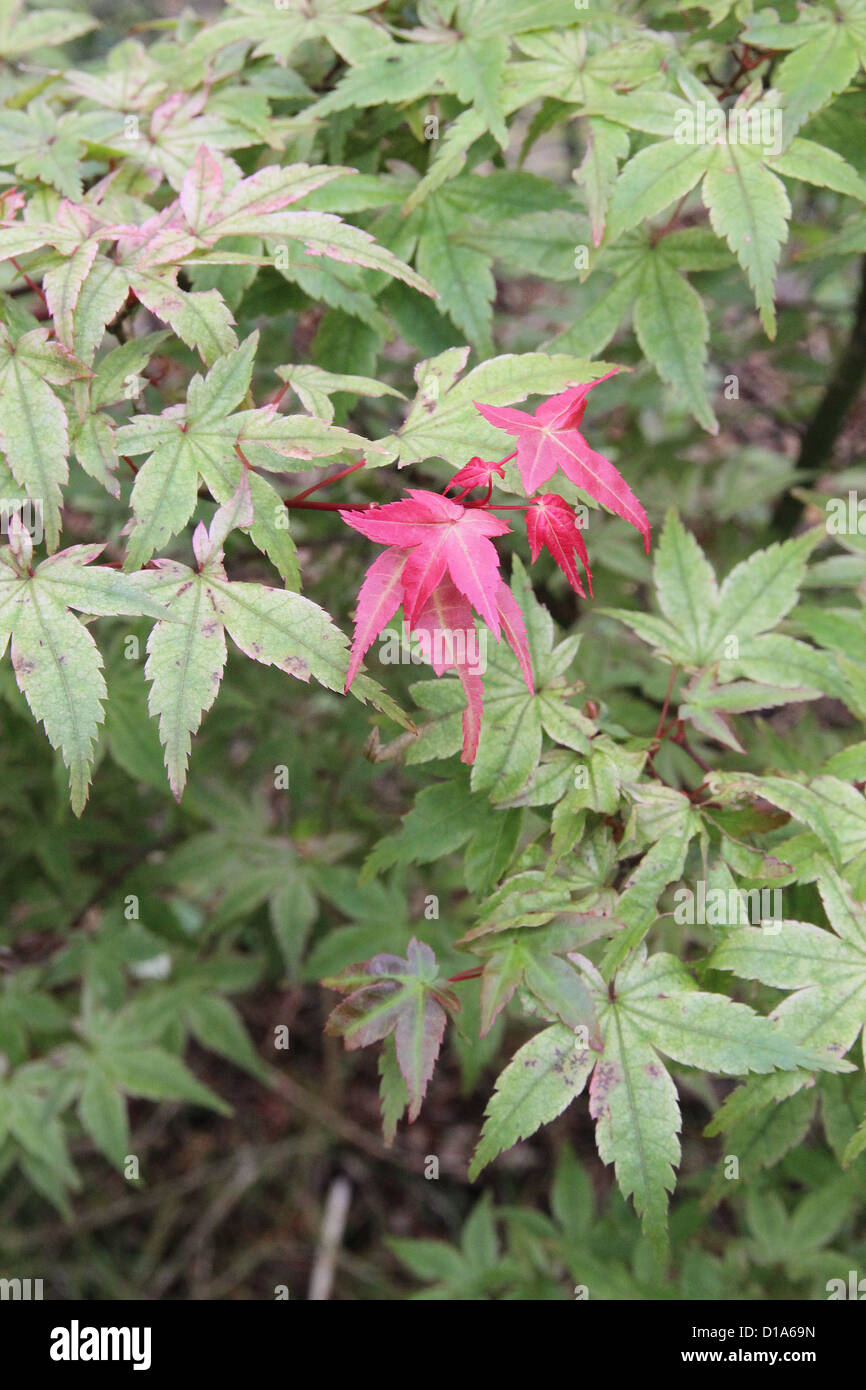 Acer palmatum shin chishio hi-res stock photography and images - Alamy