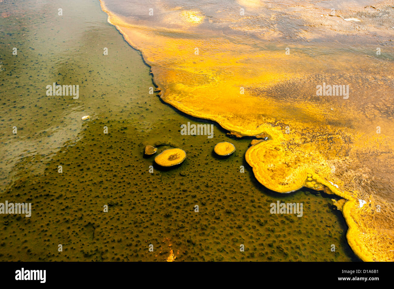 Yellowstone Nationalpark, USA, hot springs, yellow and green algae in a ...