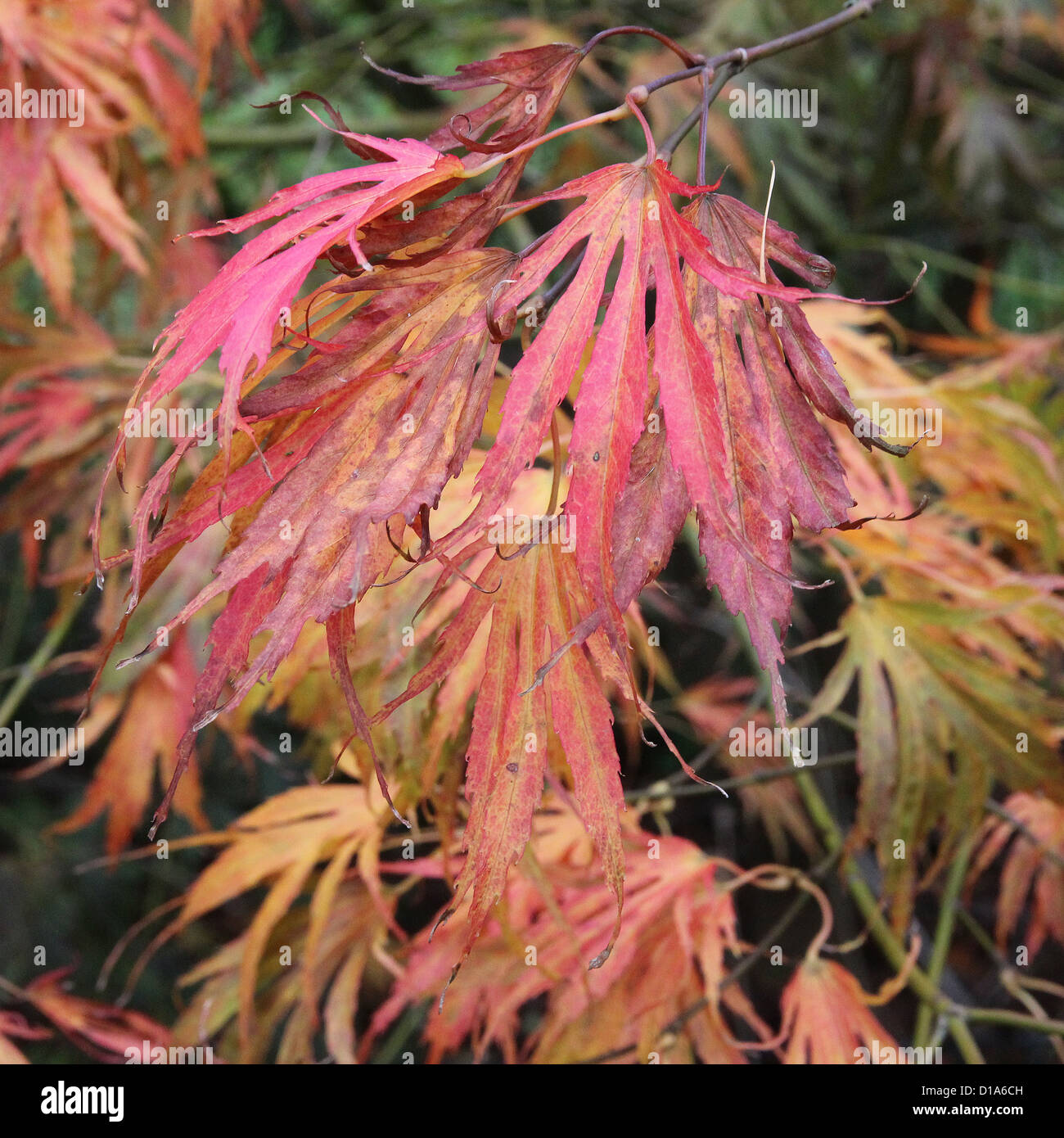 Acer palmatum 'Koko' Maple in Autumn, UK Stock Photo - Alamy