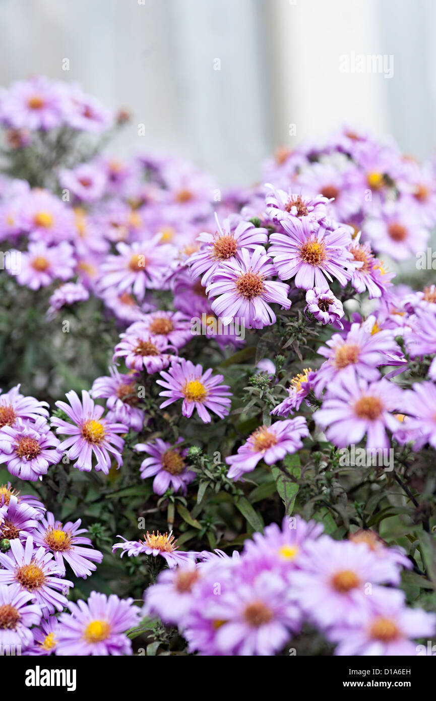 Red michaelmas daisy hi-res stock photography and images - Alamy