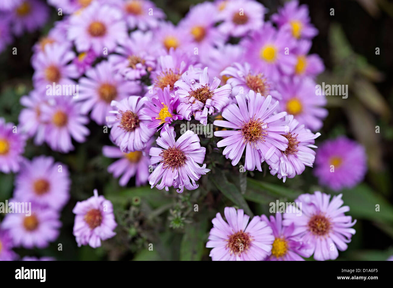 Michaelmas daisy pattern hi-res stock photography and images - Alamy