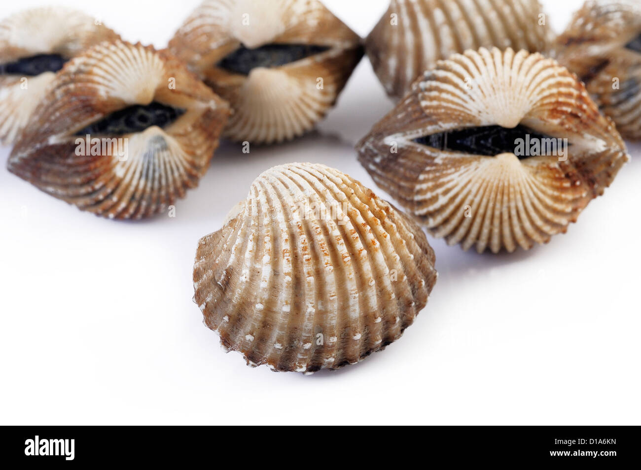 Cockles hi-res stock photography and images - Alamy