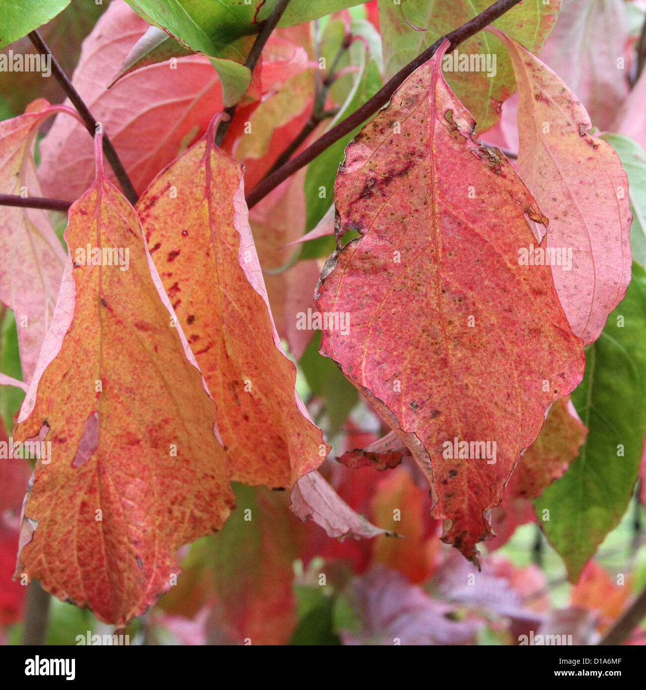 Cornus florida ( Flowering Dogwood ) In Autumn Stock Photo - Alamy