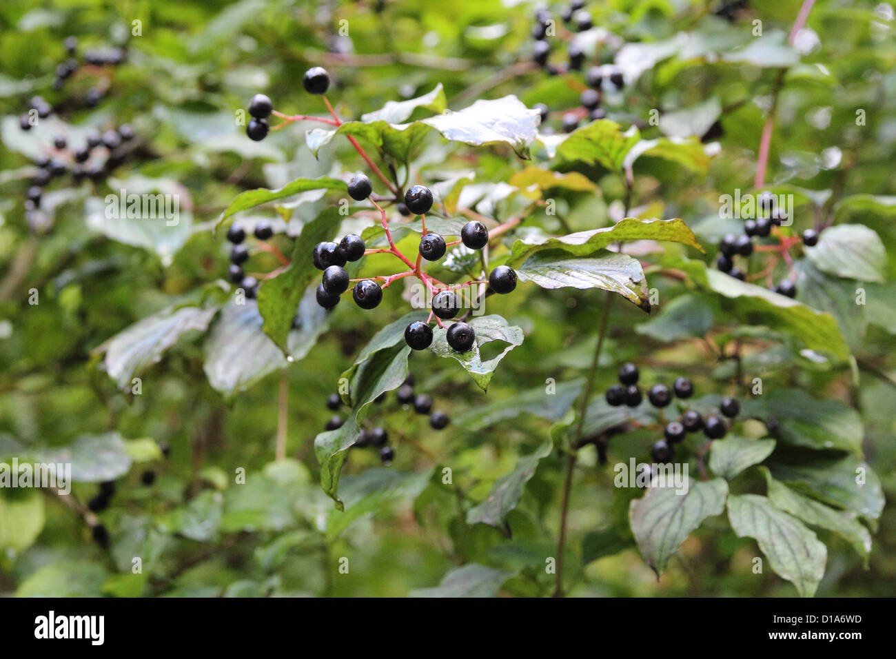 Autumn Berries on a Wayfaring Tree ( Viburnum lantana ), UK Stock Photo ...