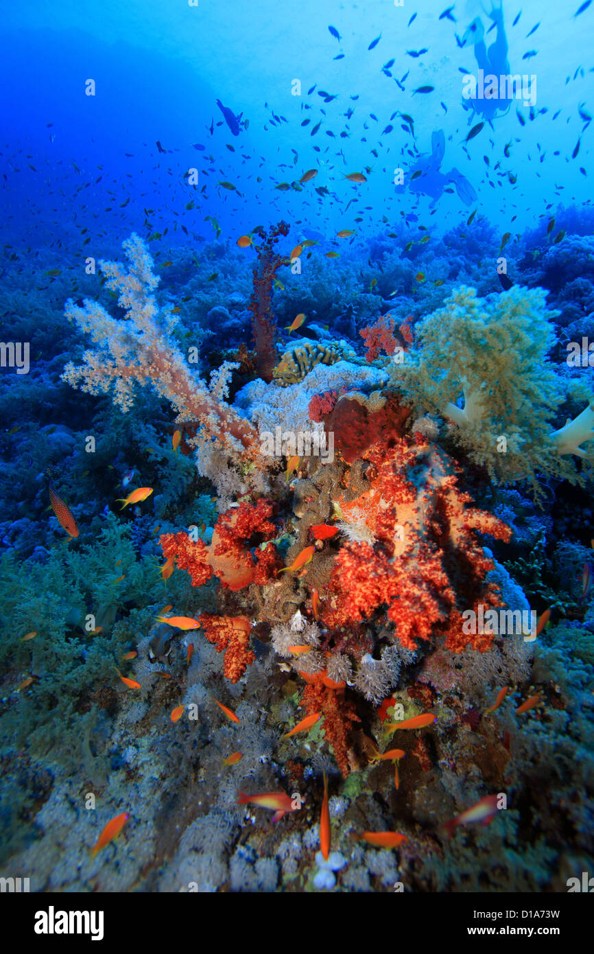 Marine Life in the Red Sea Stock Photo - Alamy