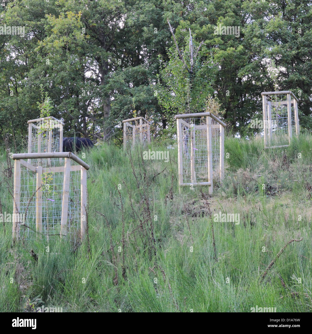 Tree Guards Offering Saplings Protection from Grazing Livestock, Wyre ...
