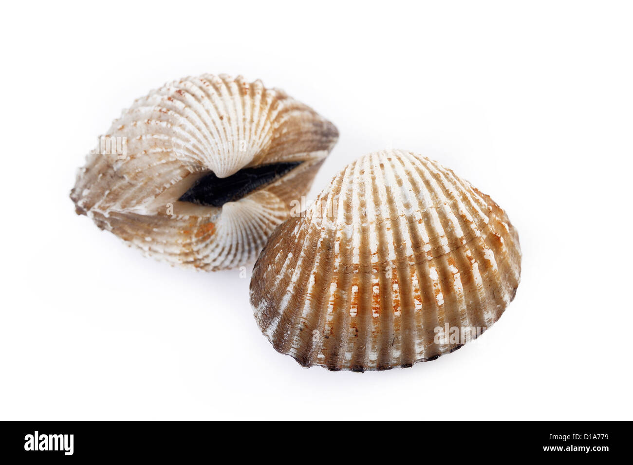 cockles isolated on white background Stock Photo - Alamy