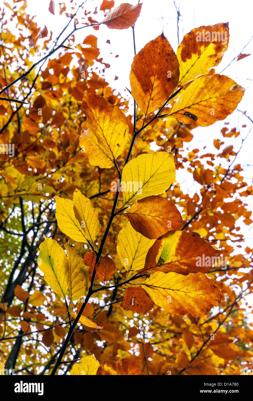Autumn foliage splendour in the Hampshire countryside England UK Stock ...
