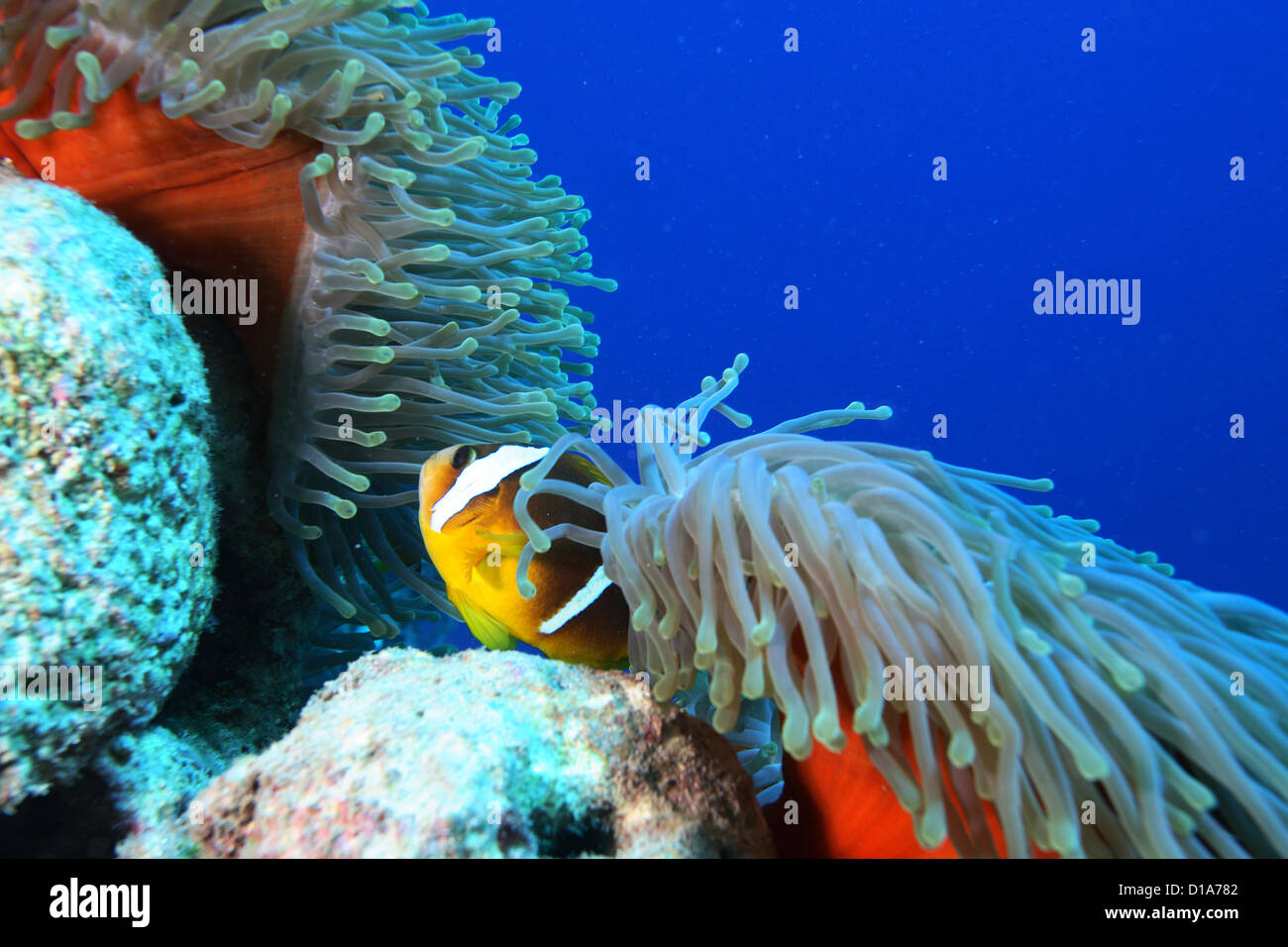 Marine Life in the Red Sea Stock Photo - Alamy