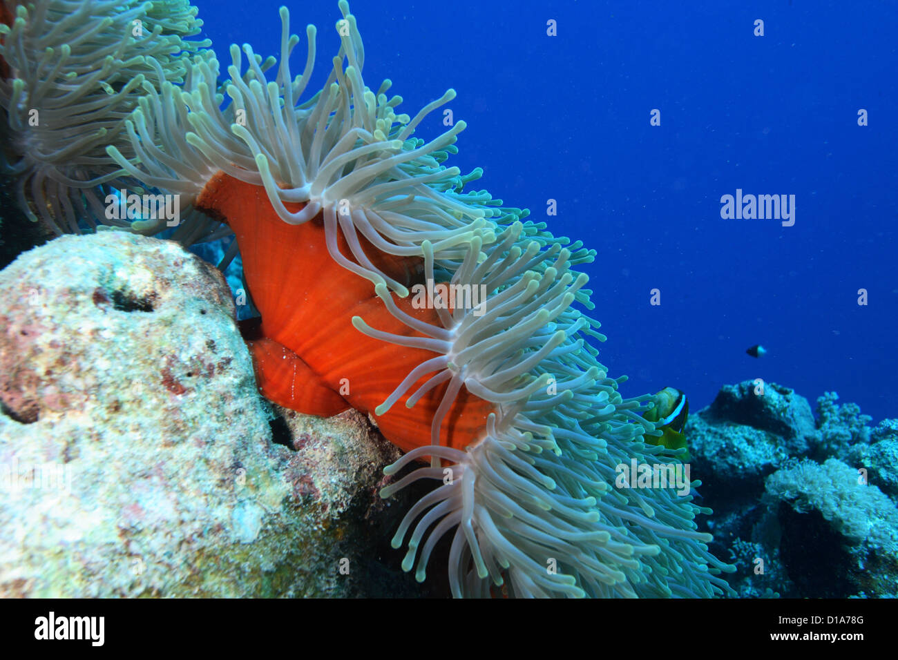 Marine Life in the Red Sea Stock Photo - Alamy